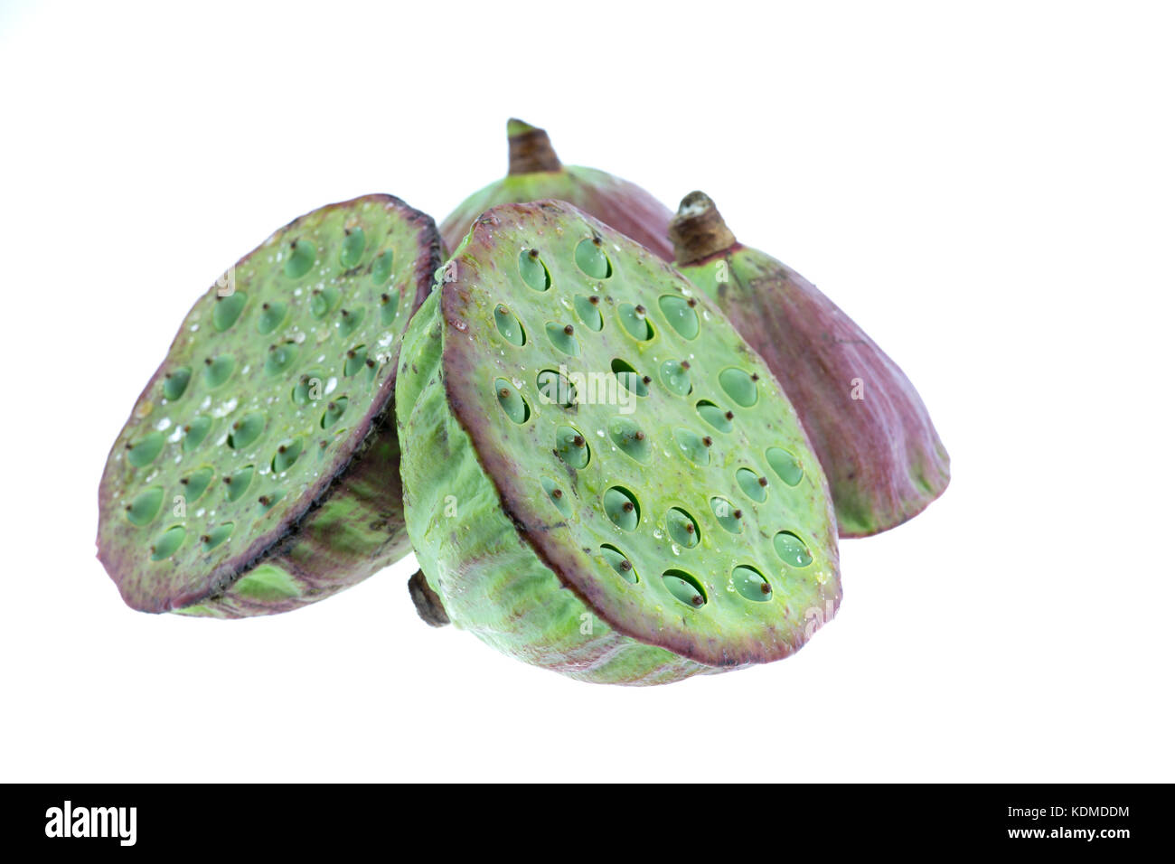 Lotus fruit pod seeds seed hi-res stock photography and images - Alamy
