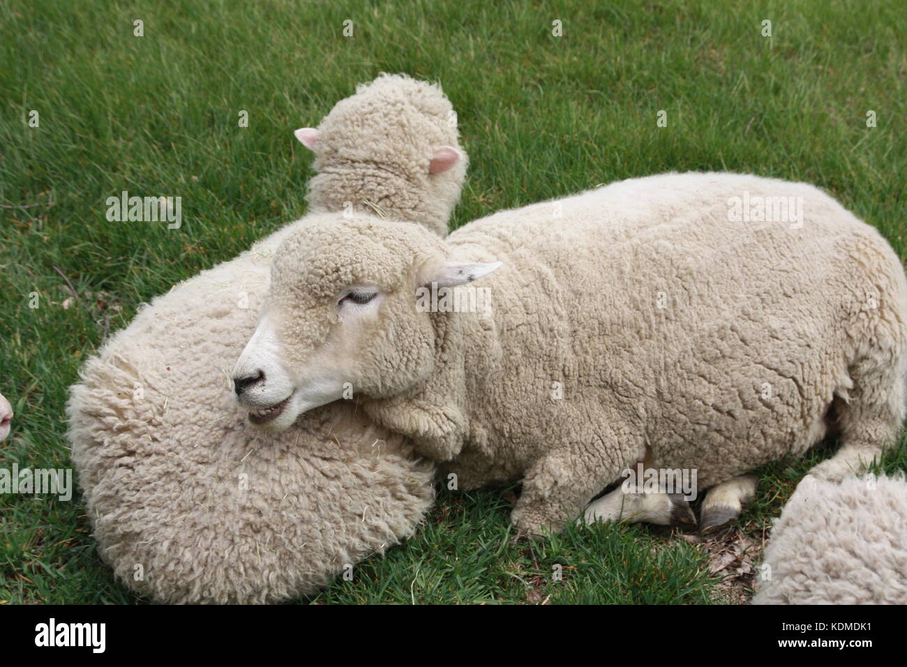 Goatlife hi-res stock photography and images - Alamy