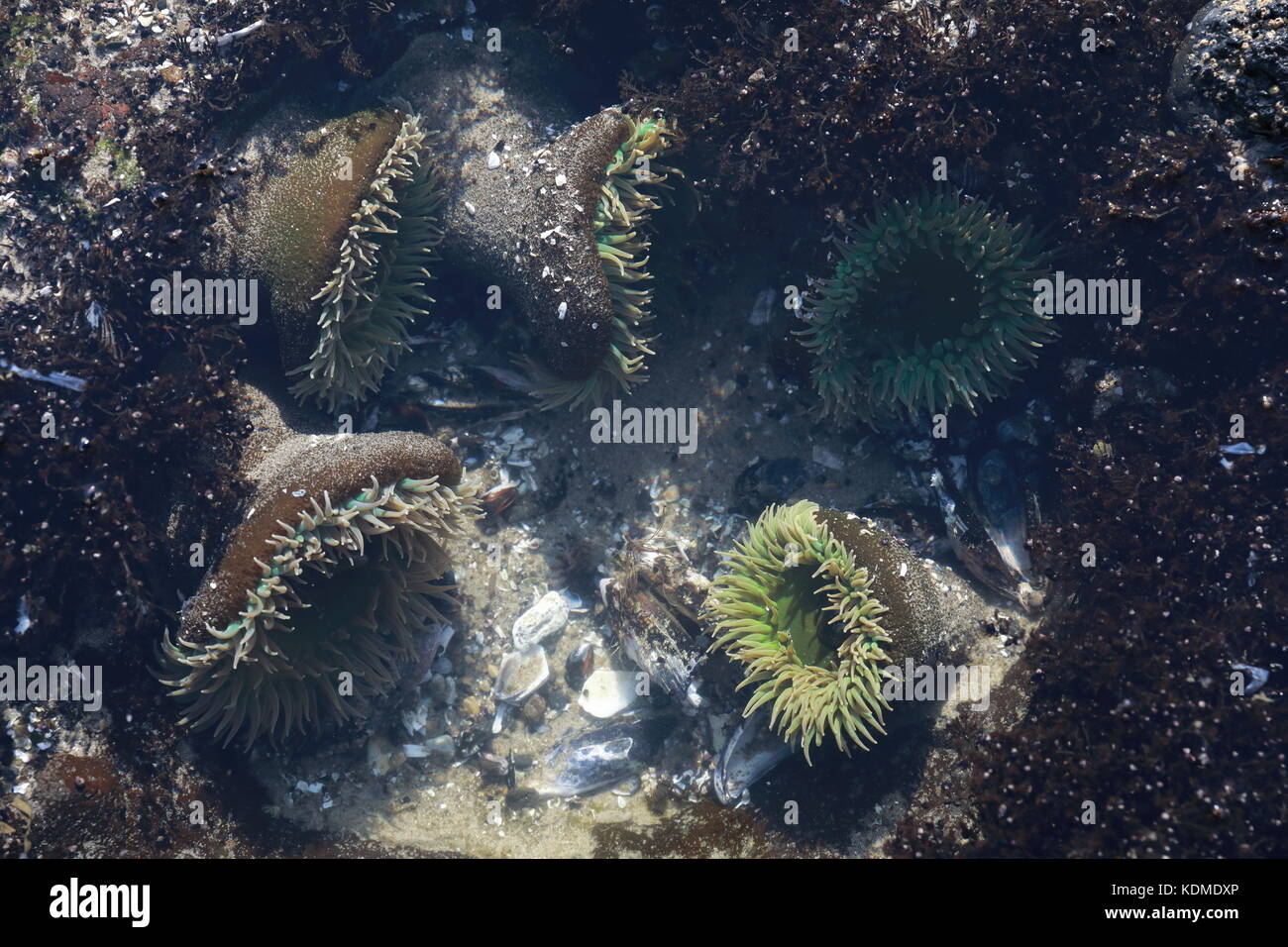 A tidal pool filled with sea anemones and mussels on the West Coast ...