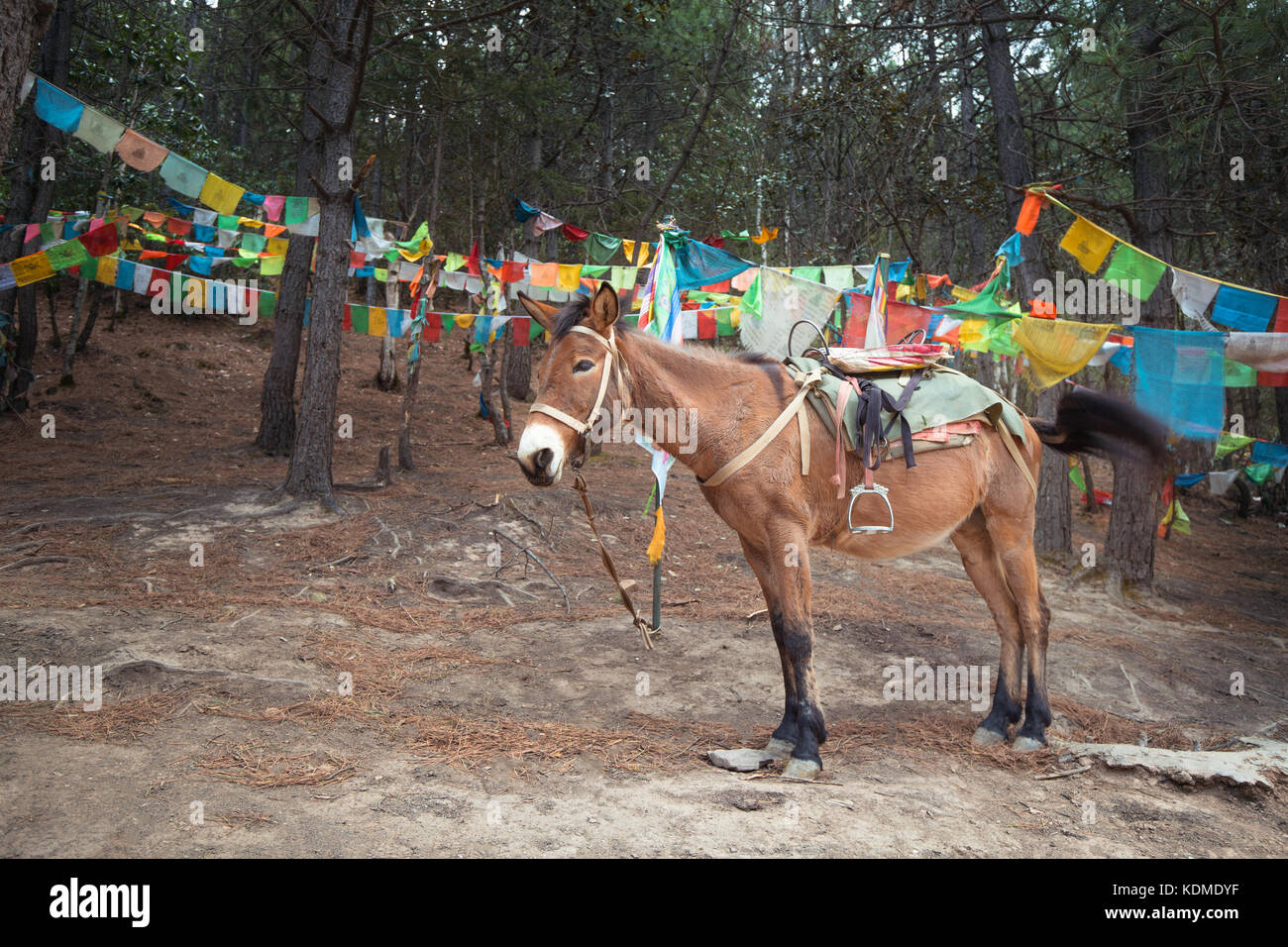 Mule standing on the pathway Stock Photo - Alamy