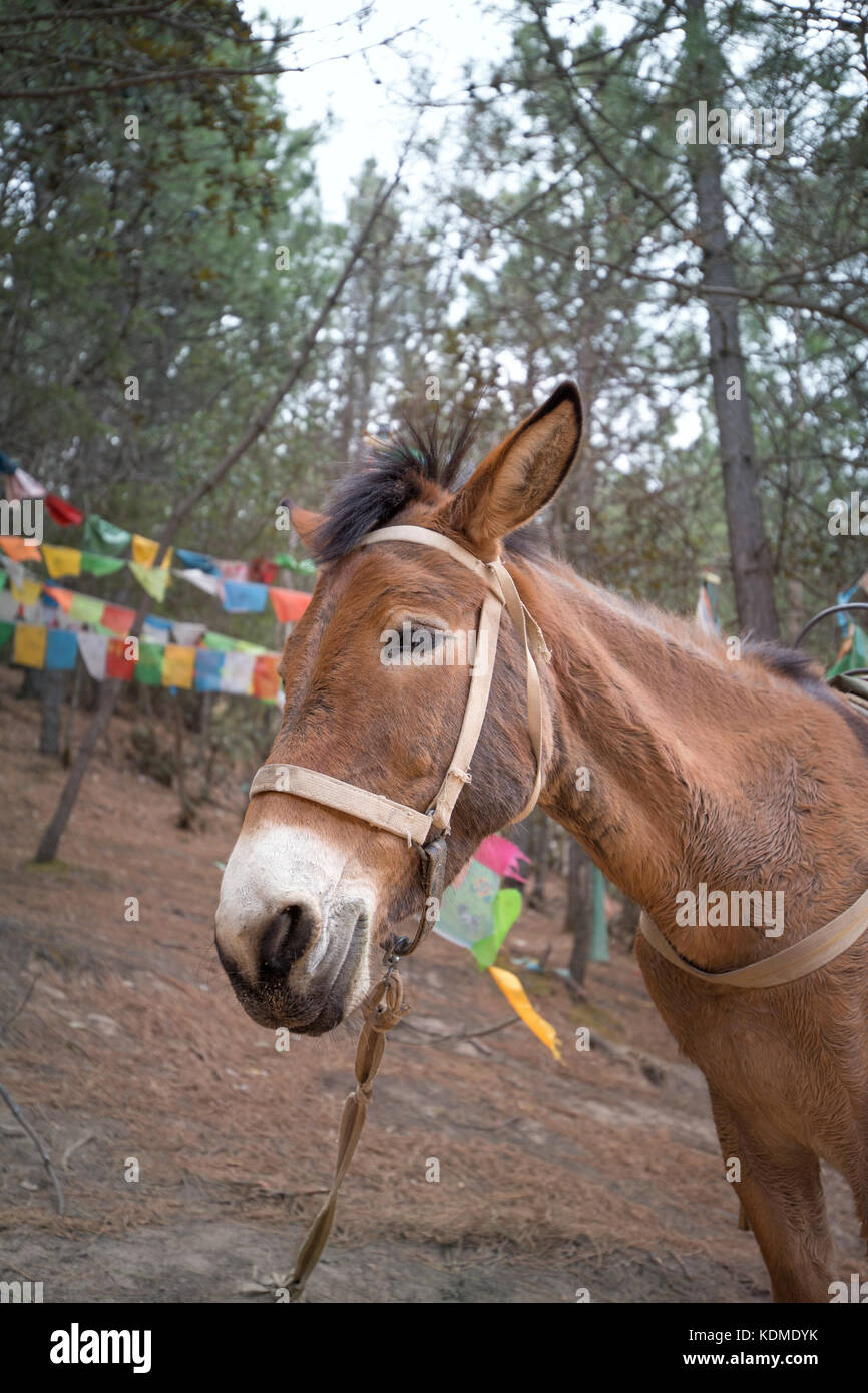 Mule standing on the pathway Stock Photo - Alamy