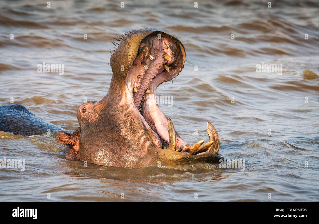 Incisors teeth hi-res stock photography and images - Alamy