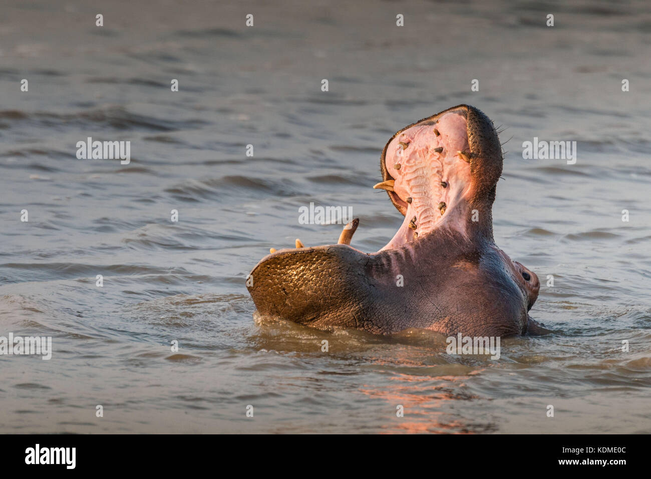 Young cute hippo calf yawning in the lagoons of St. Lucia, South Africa ...