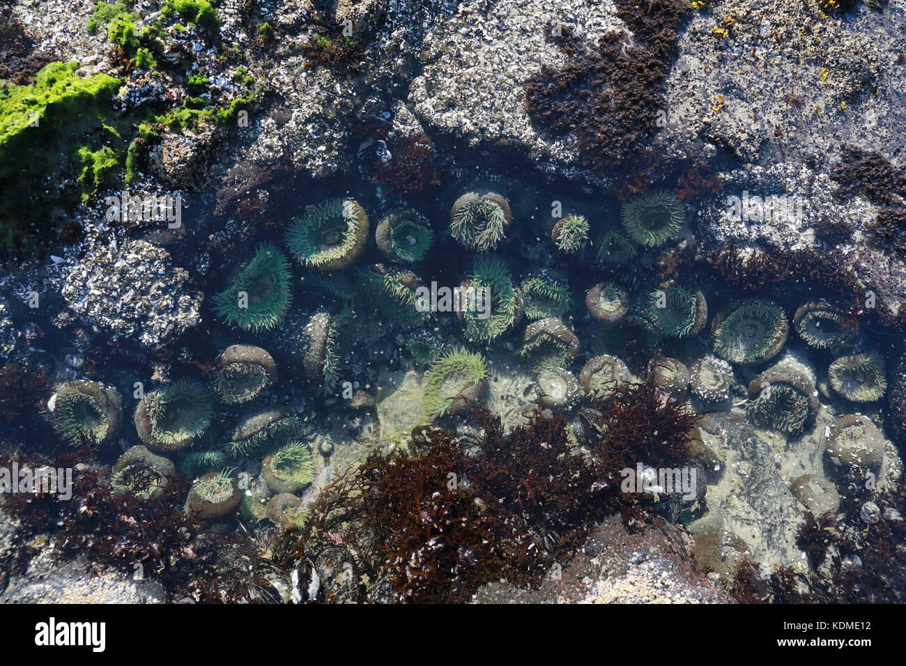 A tidal pool filled with sea anemones and mussels on the West Coast ...