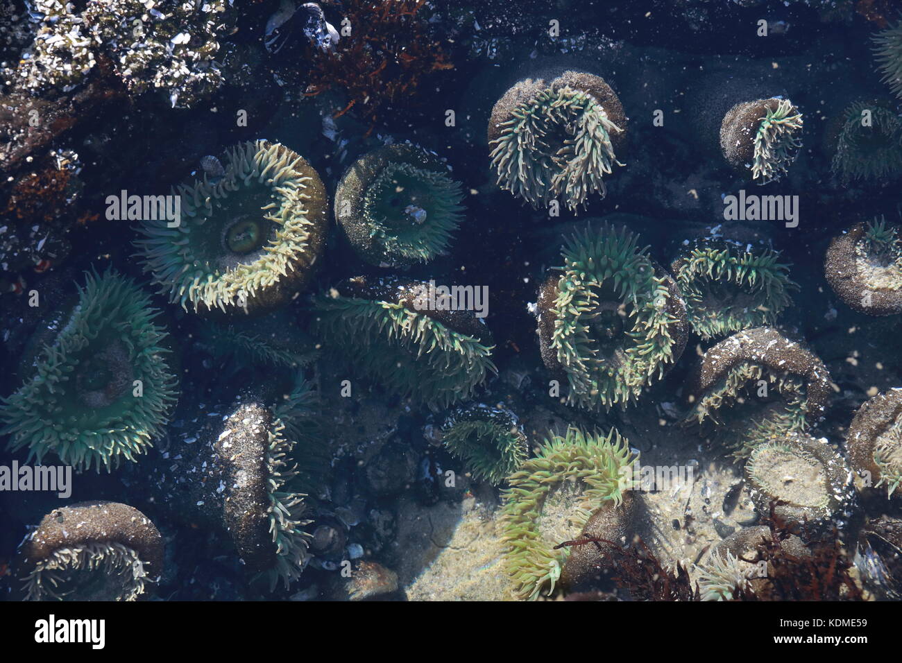 A tidal pool filled with sea anemones and mussels on the West Coast ...