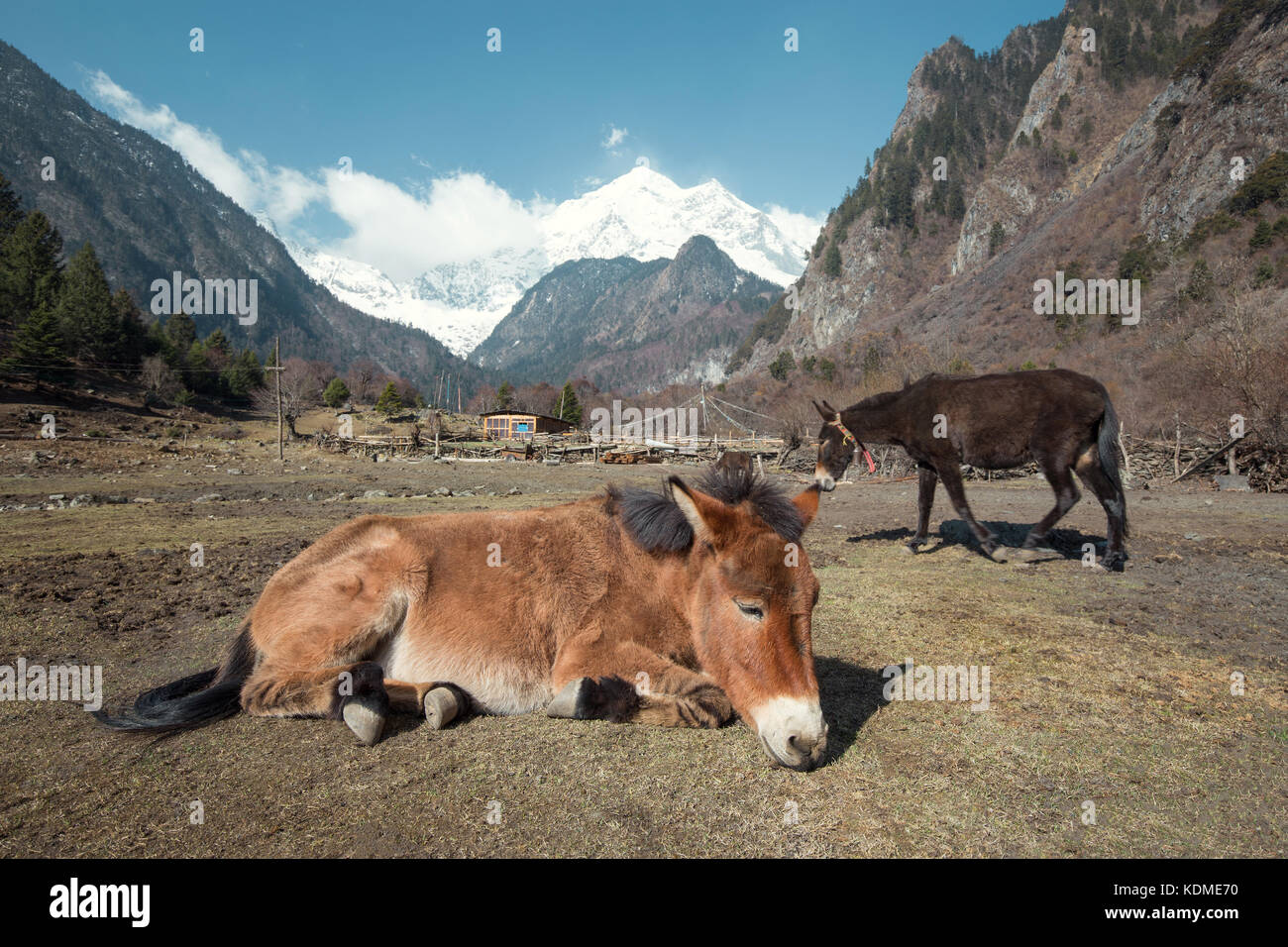 Donkey is resting on the grass in yunnan china Stock Photo - Alamy