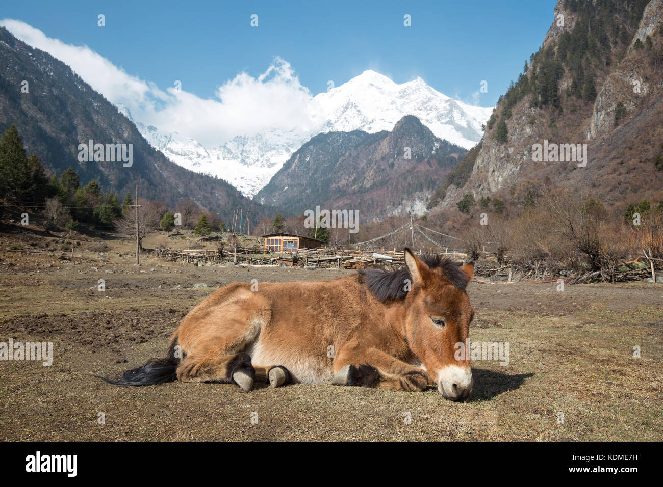 Donkey is resting on the grass in yunnan china Stock Photo - Alamy