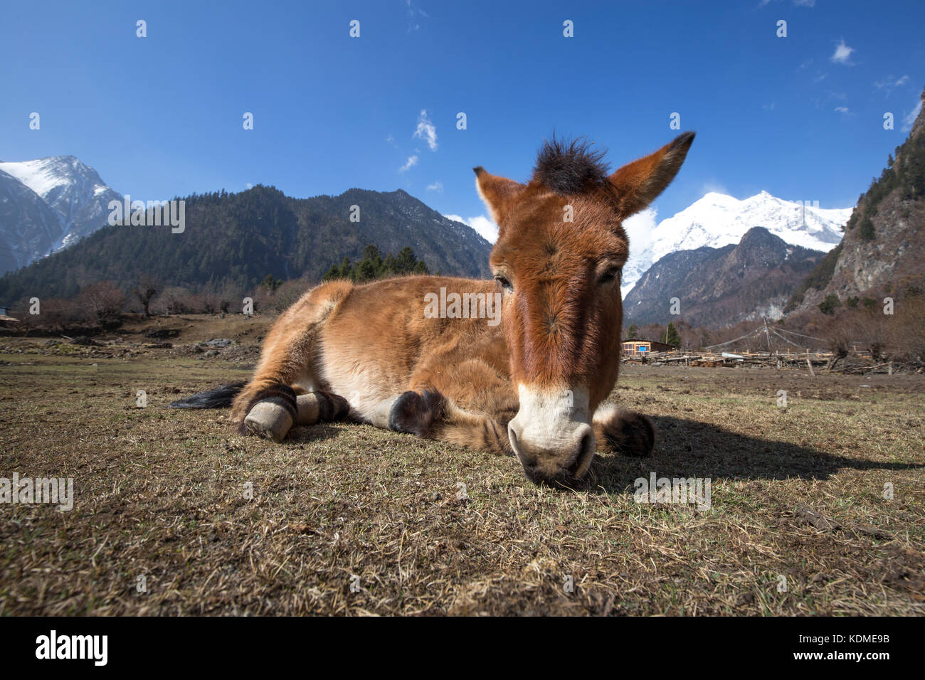 Donkey is resting on the grass in yunnan china Stock Photo - Alamy