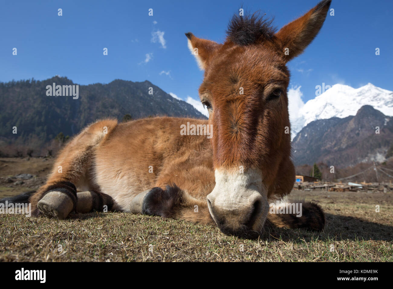 Donkey is resting on the grass in yunnan china Stock Photo - Alamy