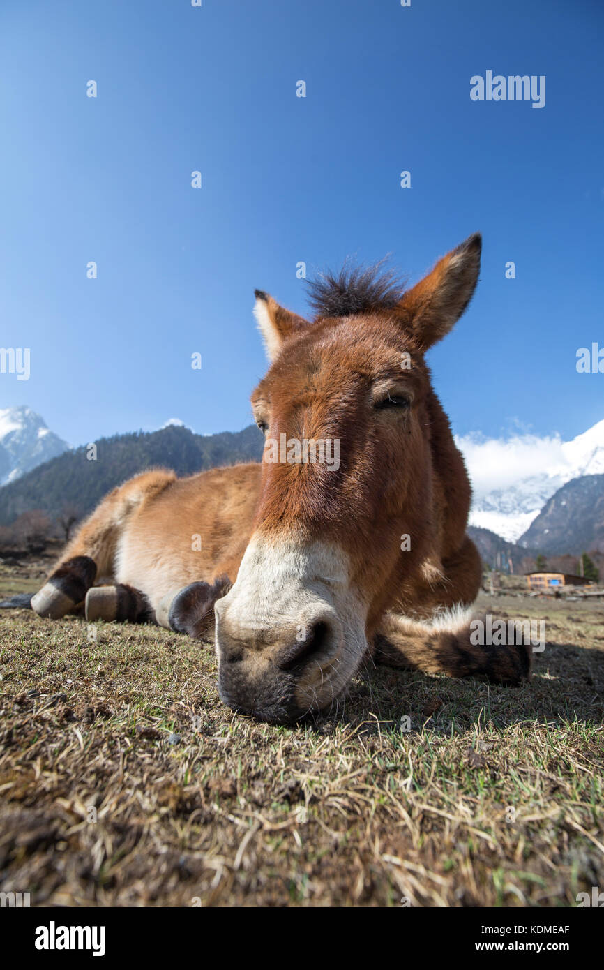 Donkey is resting on the grass in yunnan china Stock Photo - Alamy