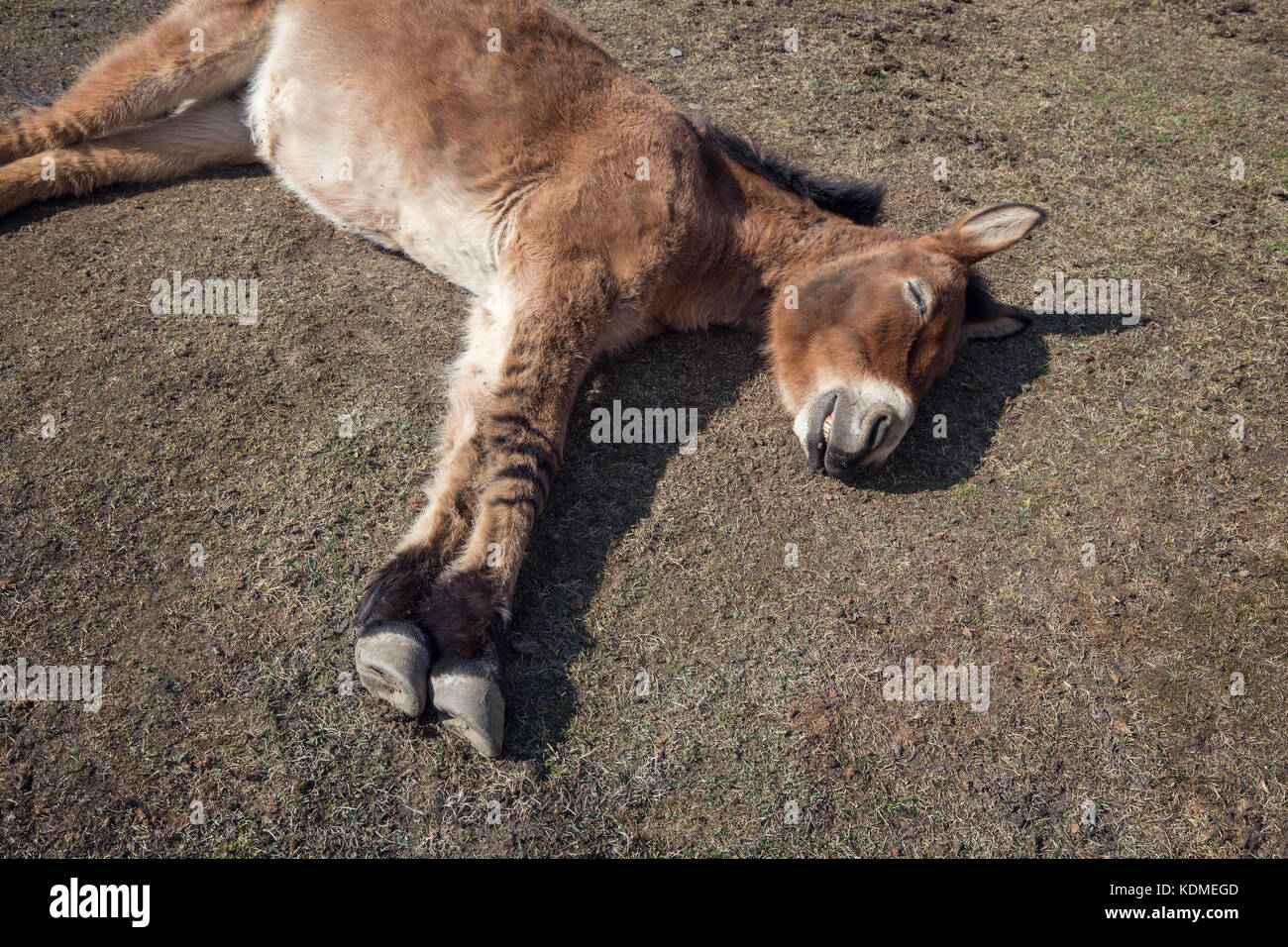 Donkey is sleeping on the grass Stock Photo - Alamy