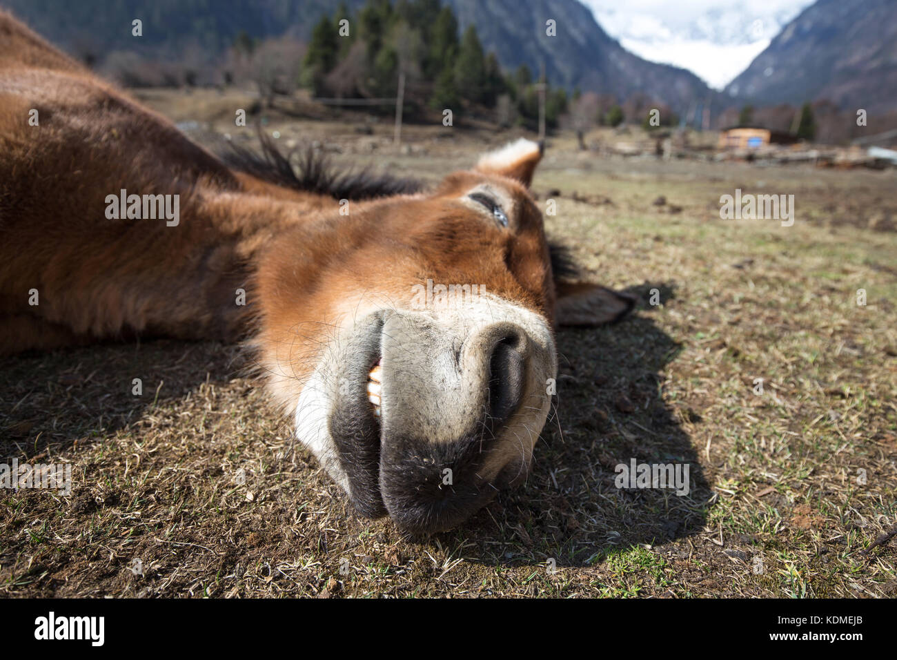 Sleeping donkey hi-res stock photography and images - Alamy