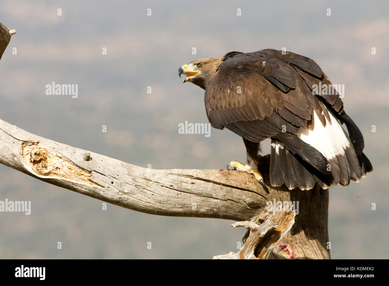 Cretature hi-res stock photography and images - Alamy