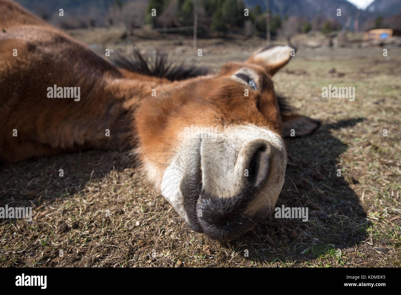 Donkey is sleeping on the grass Stock Photo - Alamy