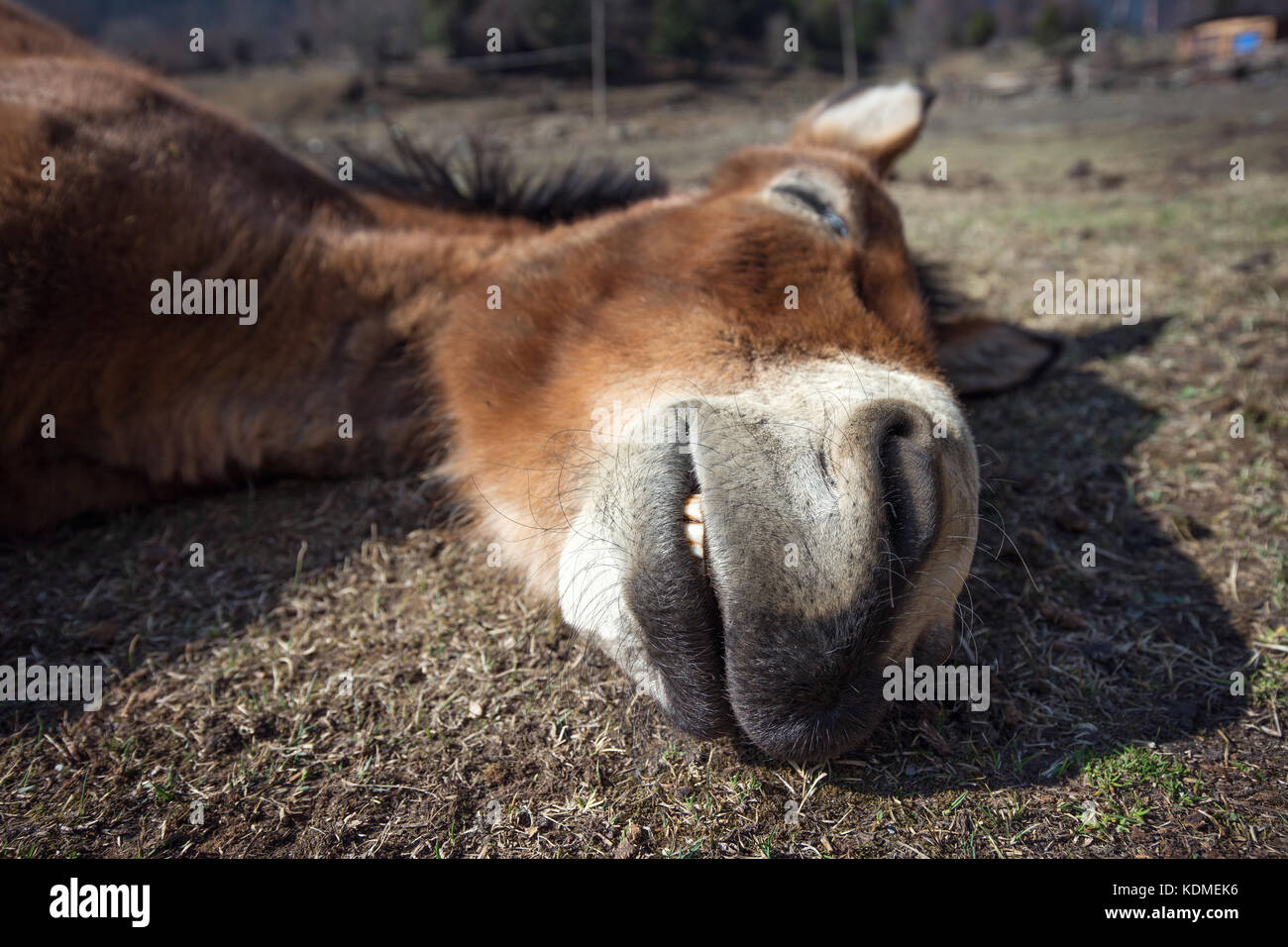 Donkey is sleeping on the grass Stock Photo - Alamy