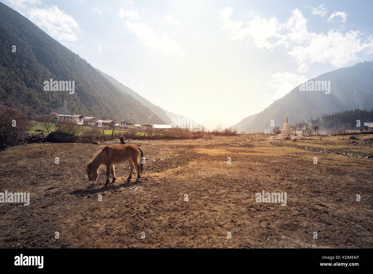 Mule standing on the ground Stock Photo - Alamy