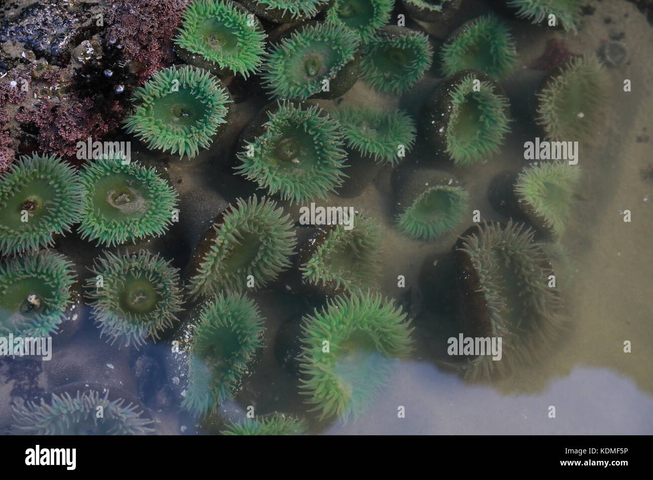 A tidal pool filled with sea anemones and mussels on the West Coast ...