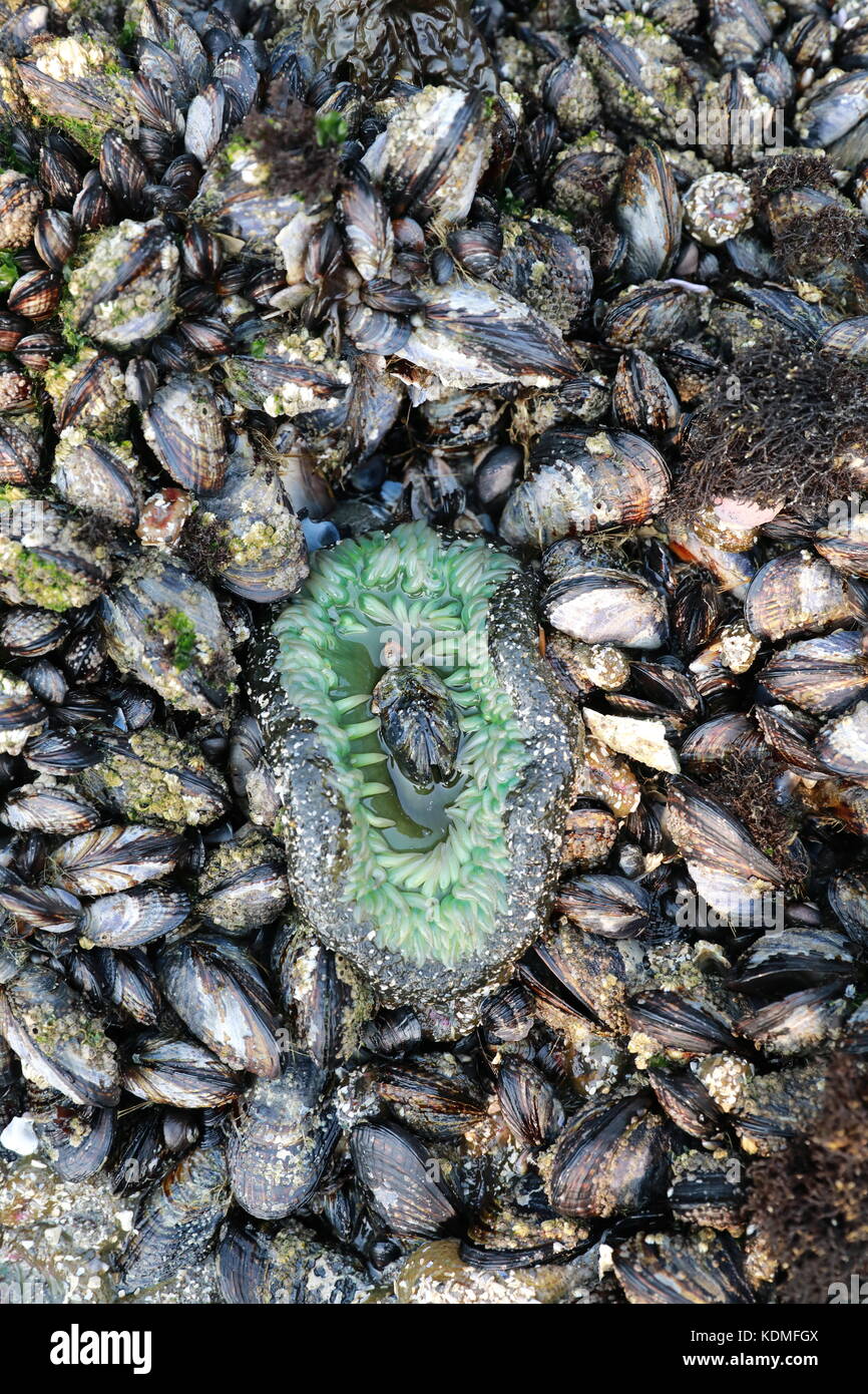 A tidal pool filled with sea anemones and mussels on the West Coast ...