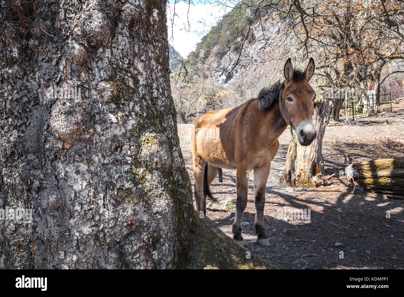 Mule standing under the tree Stock Photo - Alamy