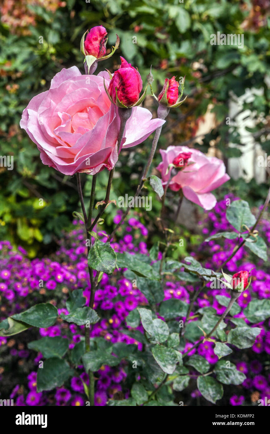 Pink rose in garden Stock Photo - Alamy