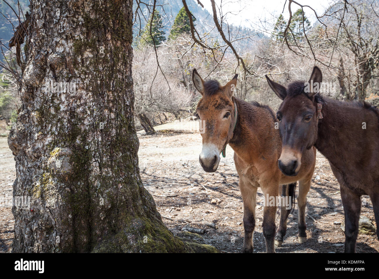 Mule standing under the tree Stock Photo - Alamy
