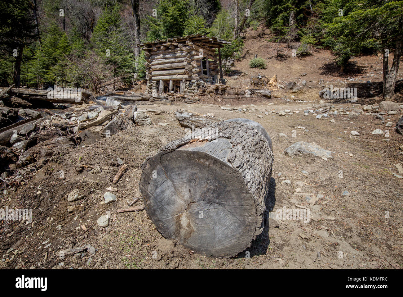 Tree destroy by saw in forest Stock Photo - Alamy