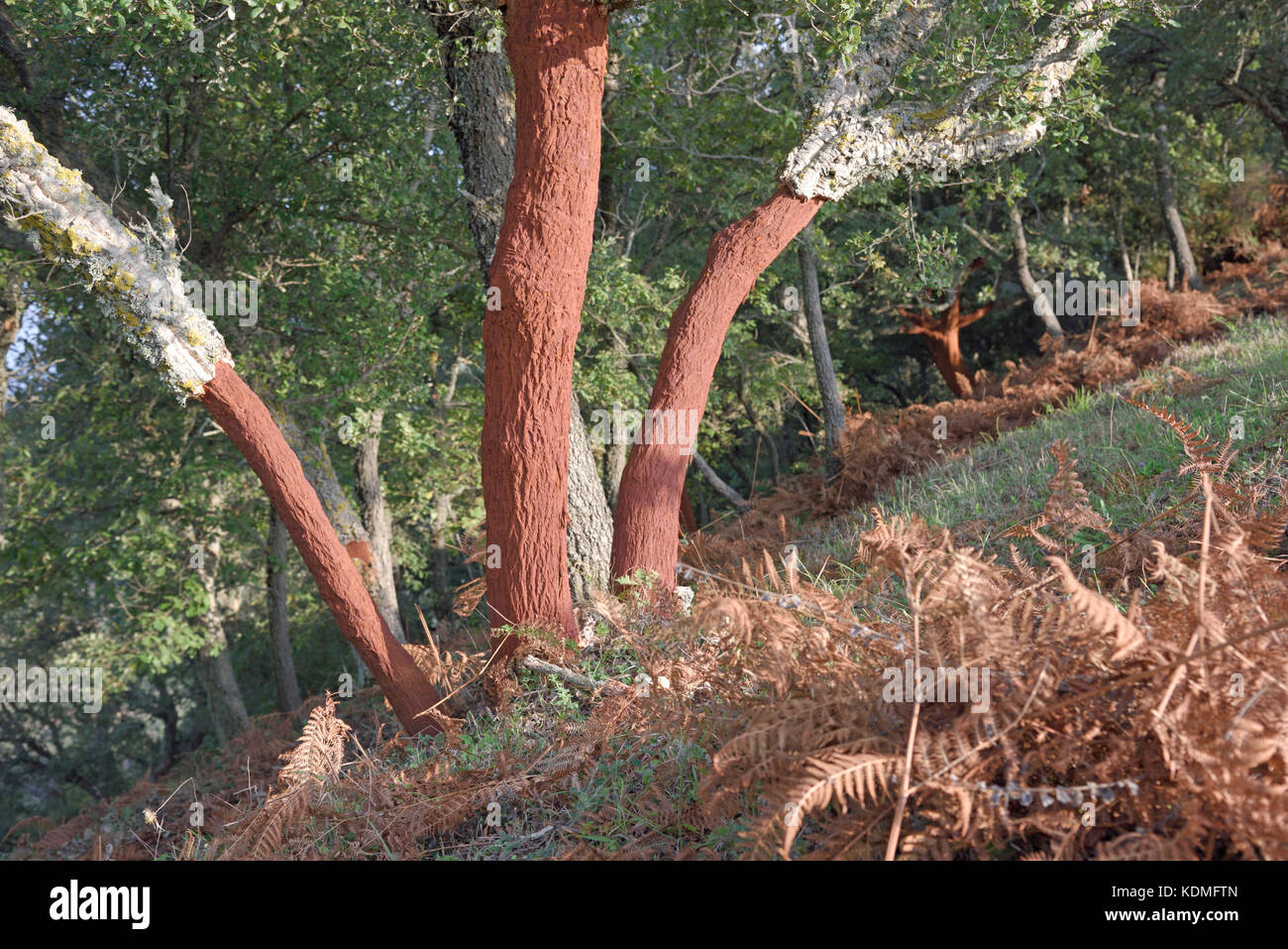 cork oak trees in the nebrodi hills above patti Sicily borders ...