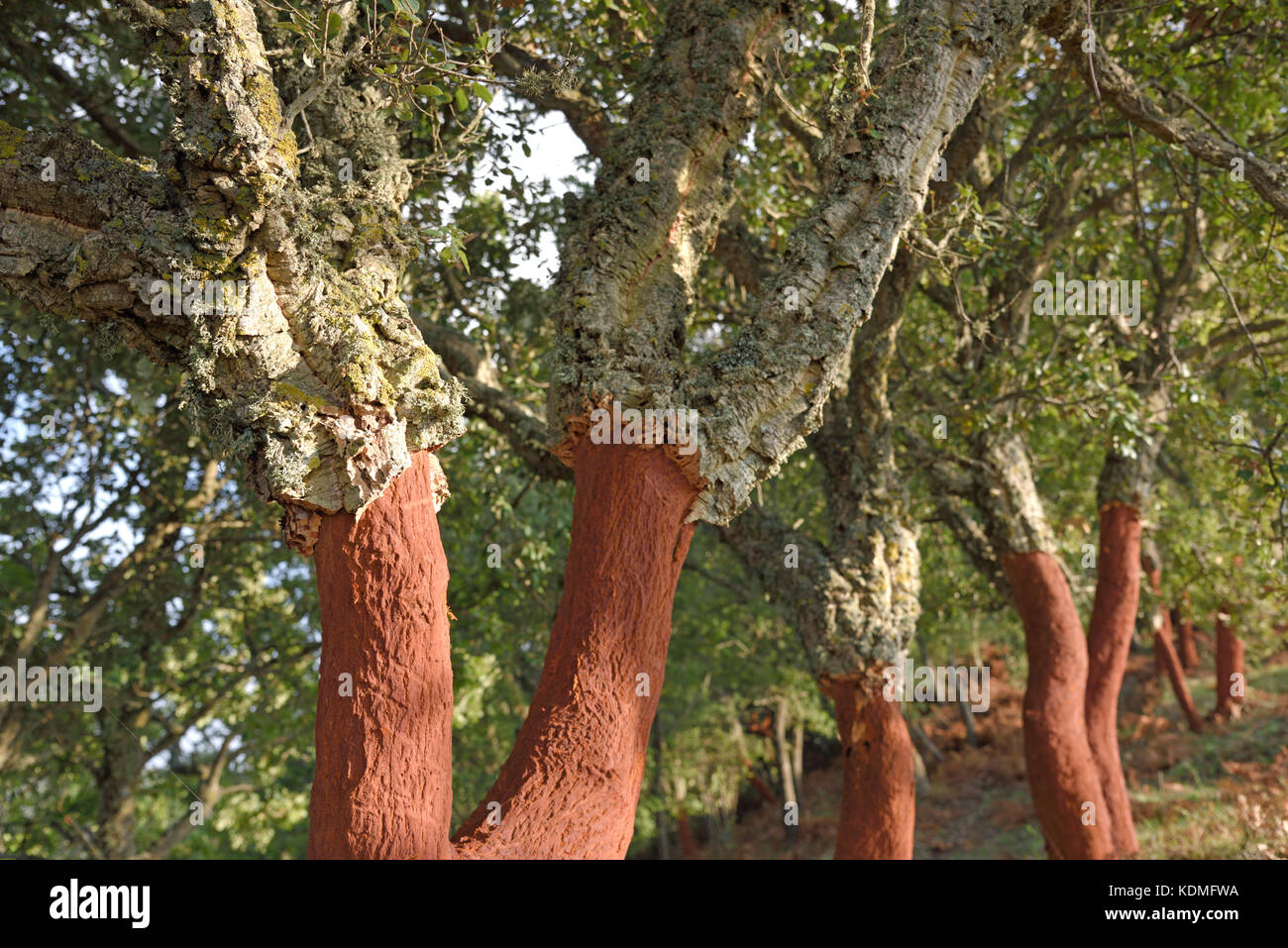cork oak trees in the nebrodi hills above patti Sicily borders ...