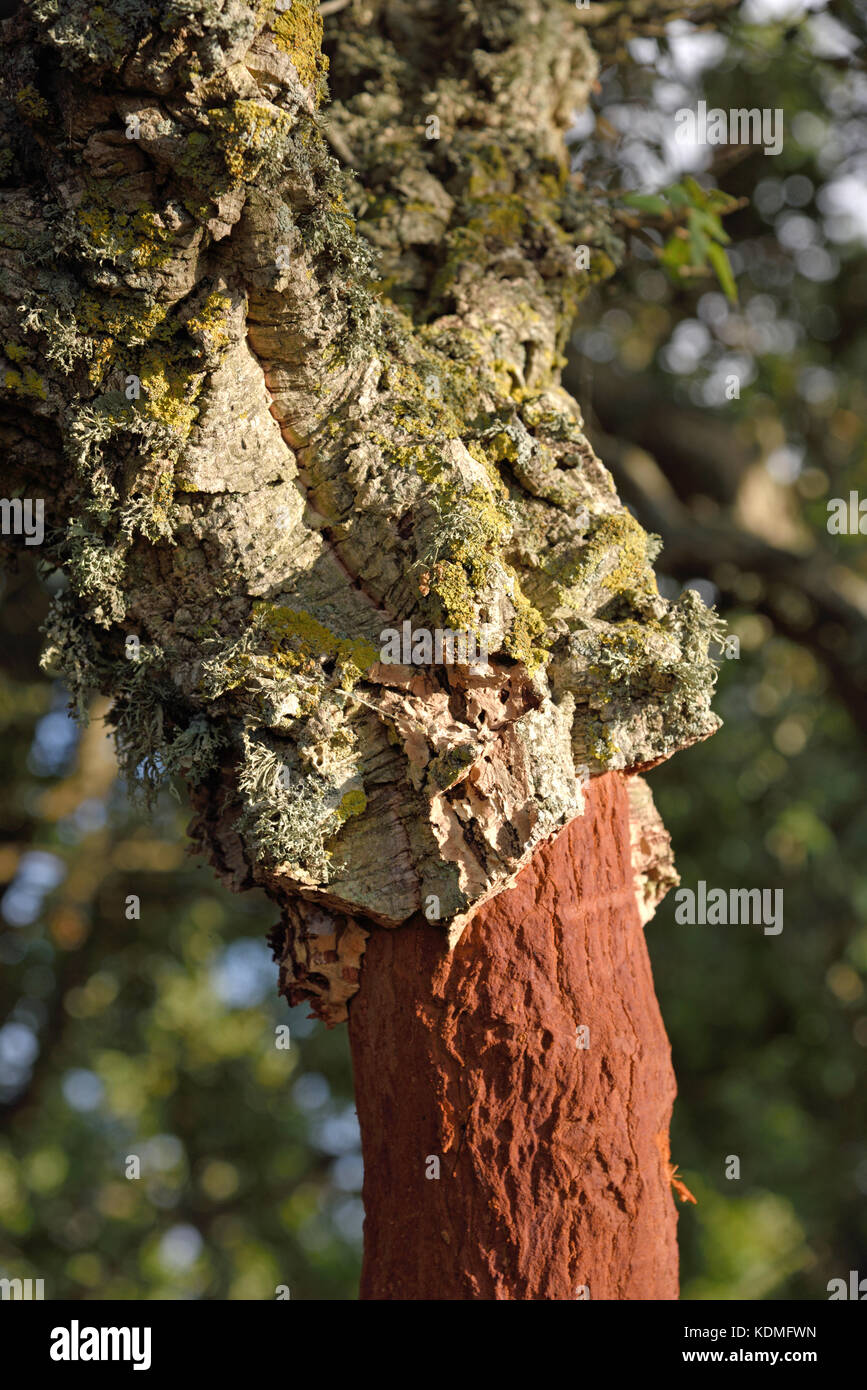 cork oak trees in the nebrodi hills above patti Sicily borders ...