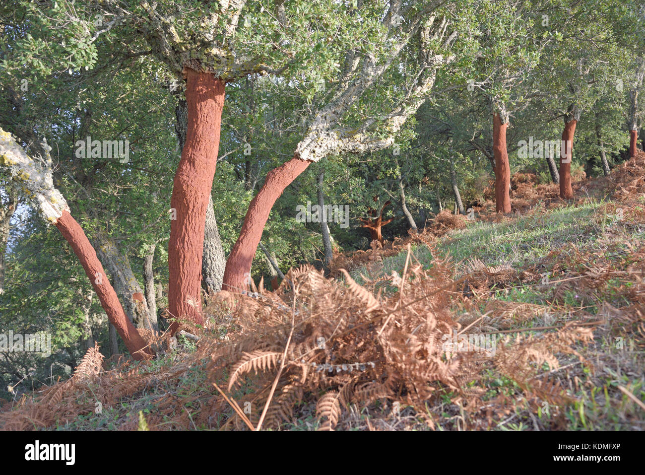 cork oak trees in the nebrodi hills above patti Sicily borders ...