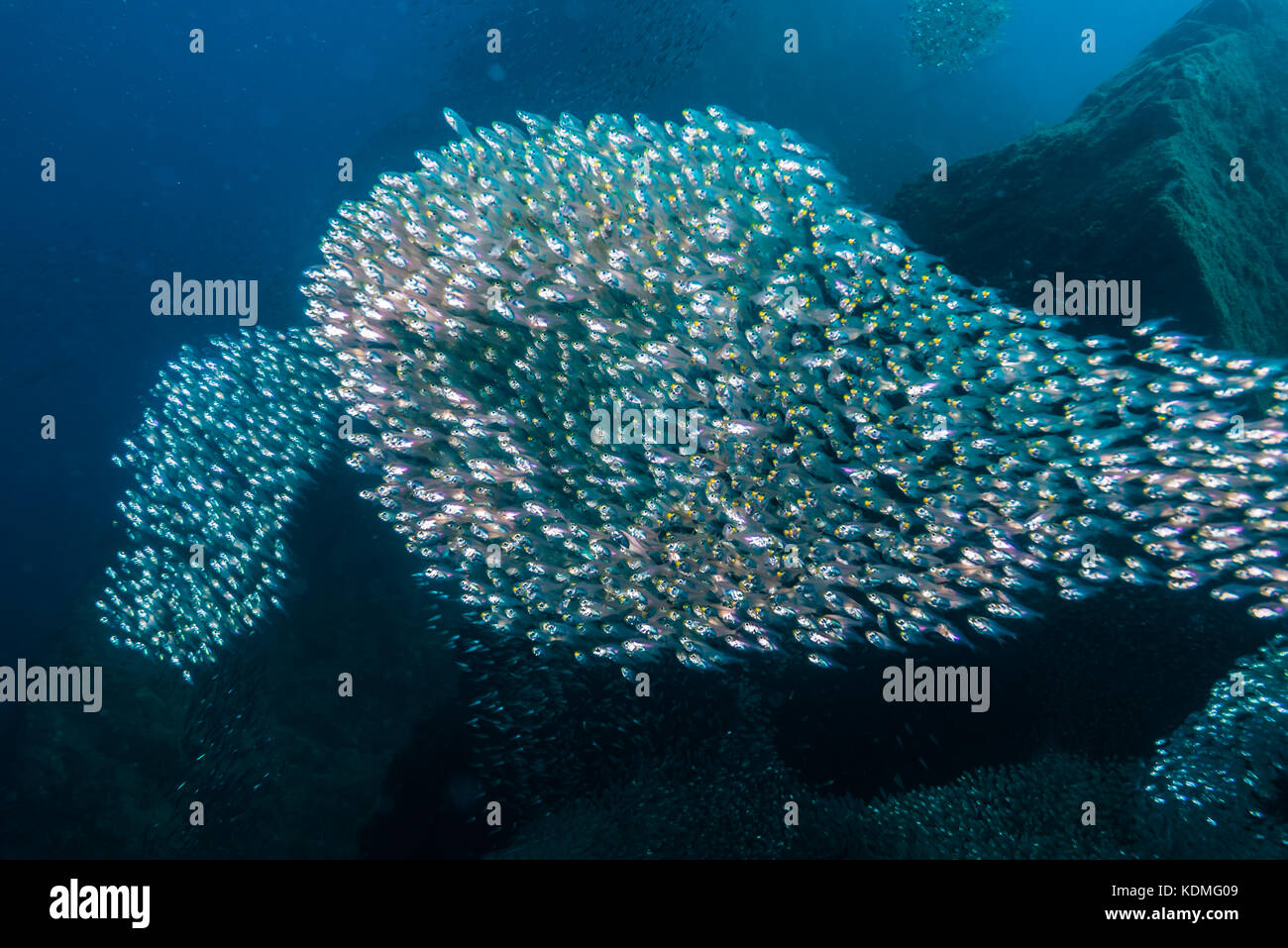 Tornado of fish hi-res stock photography and images - Alamy
