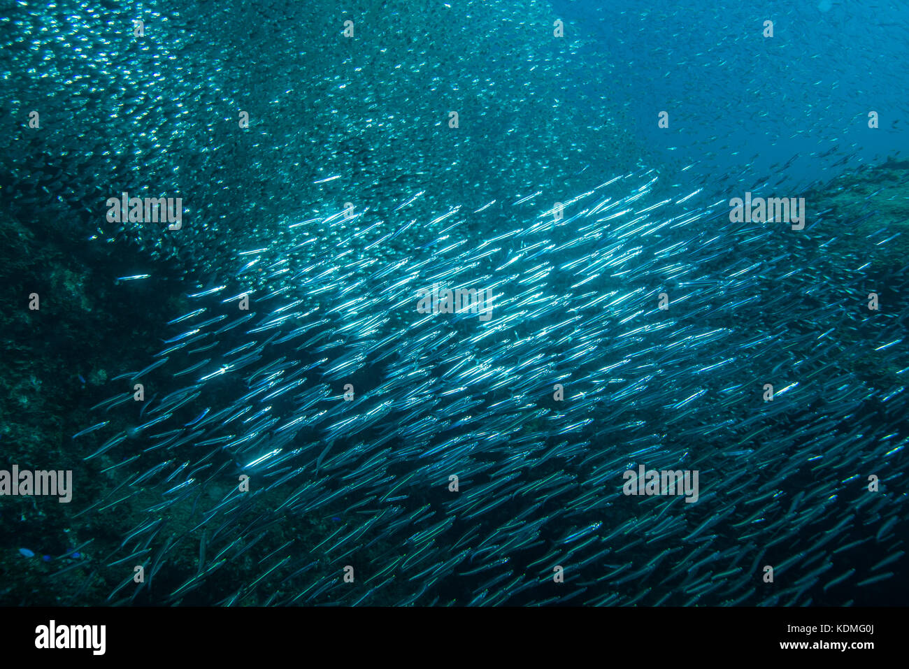 Banded blue sprat, Spratelloides gracilis (Temminck and Schlegel) and ...