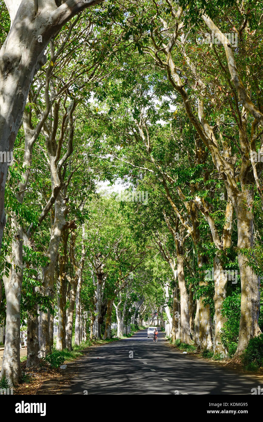 Rural road with many trees at sunny day in Mahebourg, Mauritius Stock ...