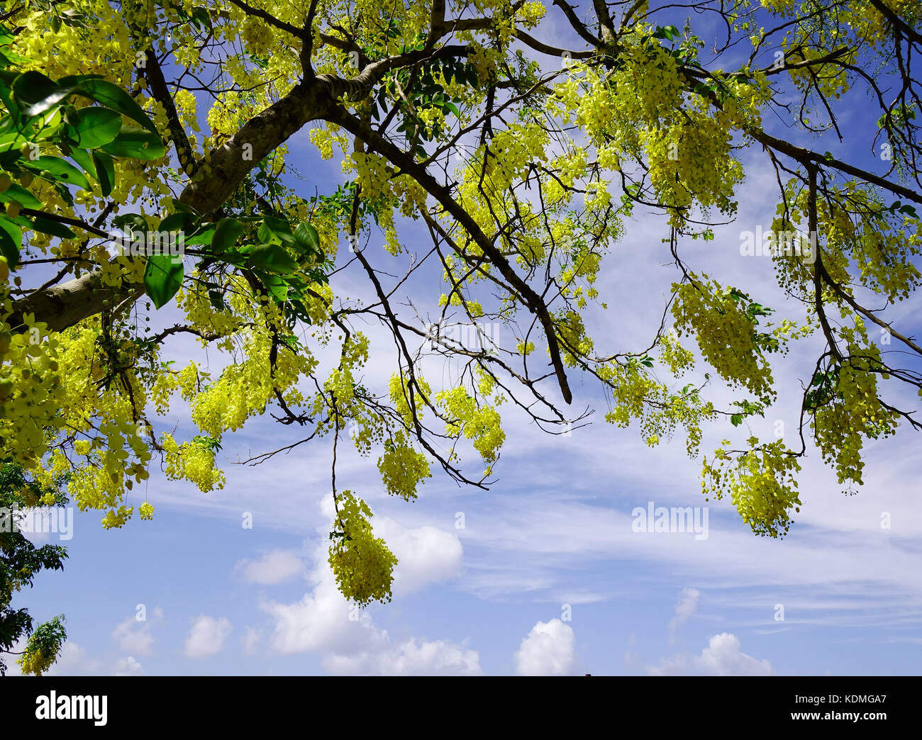 Yellow flower of Golden shower (Cassia fistula) under blue sky Stock Photo - Alamy