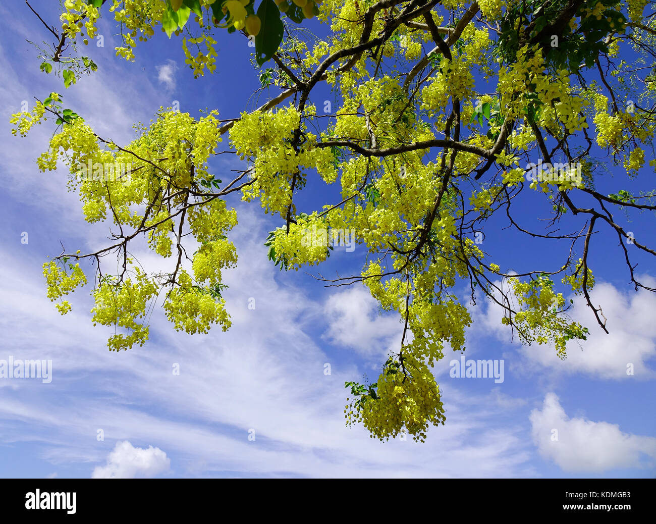 Yellow flower of Golden shower (Cassia fistula) under blue sky in Mauritius Islands Stock Photo ...