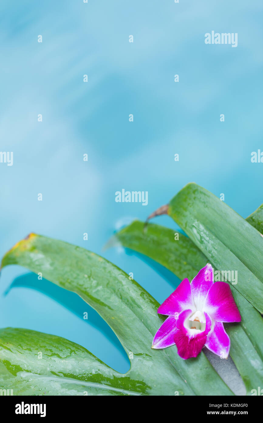 Frangipani orchid flower tropical background in blue swimming pool ...