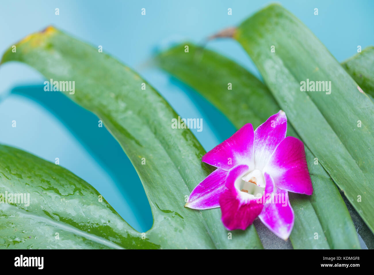 Frangipani orchid flower tropical background in blue swimming pool ...