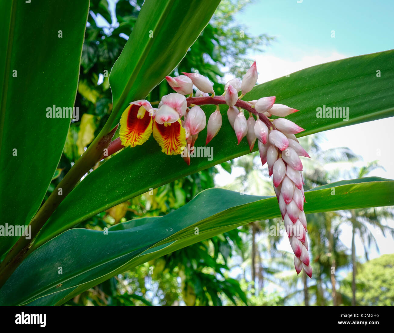 Flower of Curcuma longa at the botanic garden in Highlands, Mauritius ...