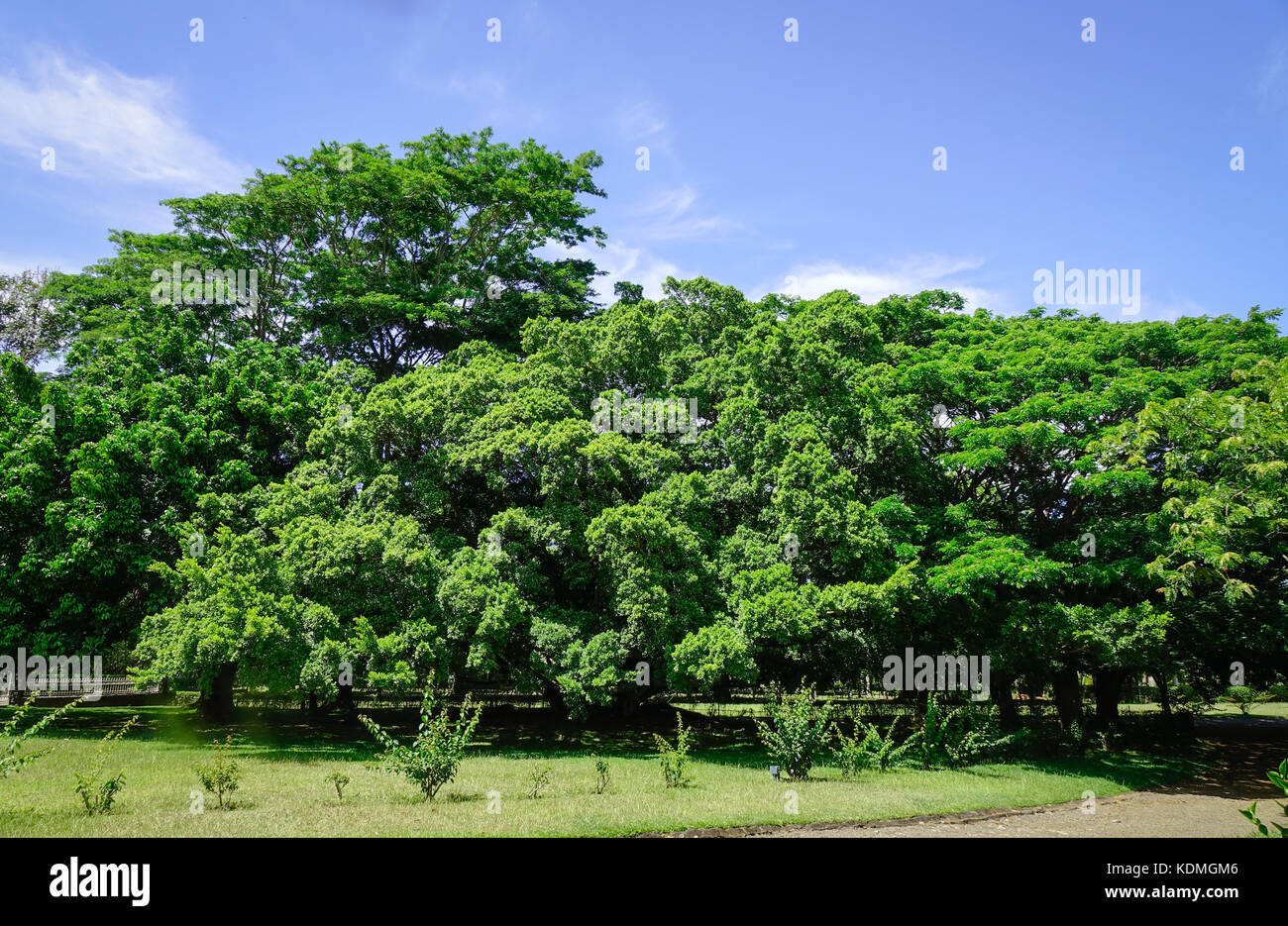 Green trees at the botanic garden in Mauritius Island Stock Photo - Alamy