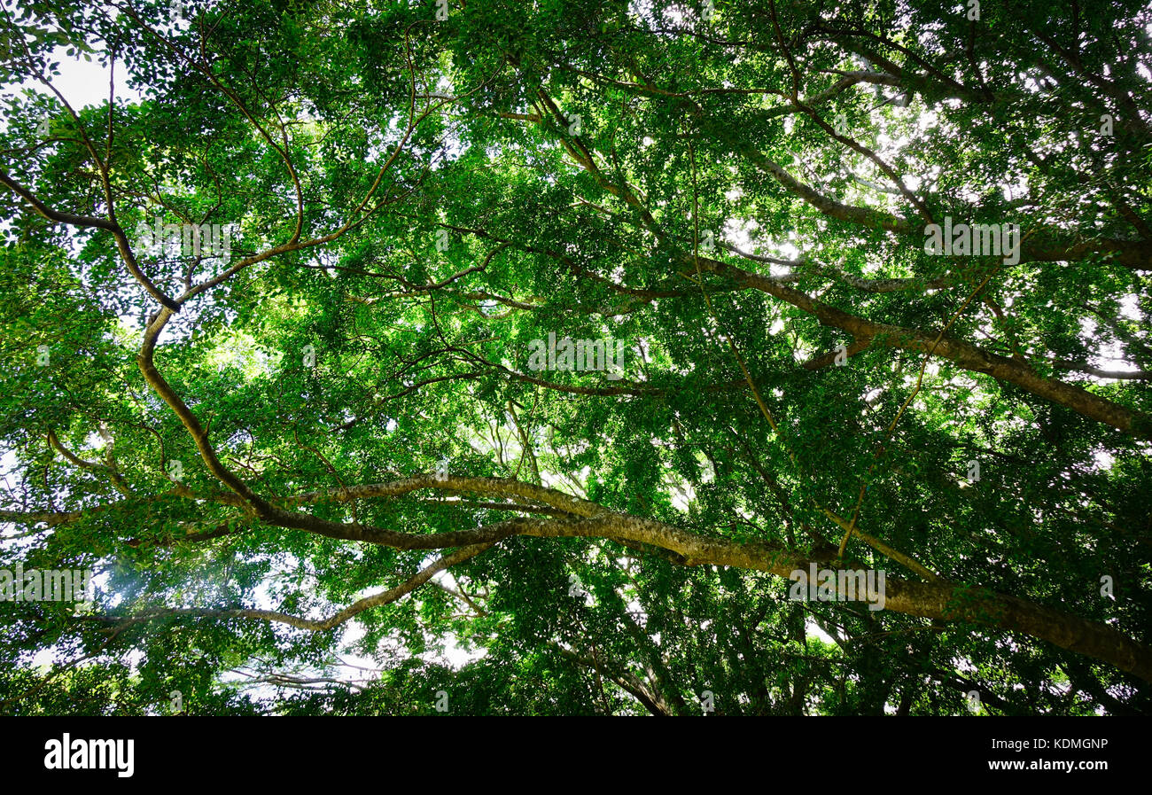Green trees at the city park in Mahebourg, Mauritius Island Stock Photo ...