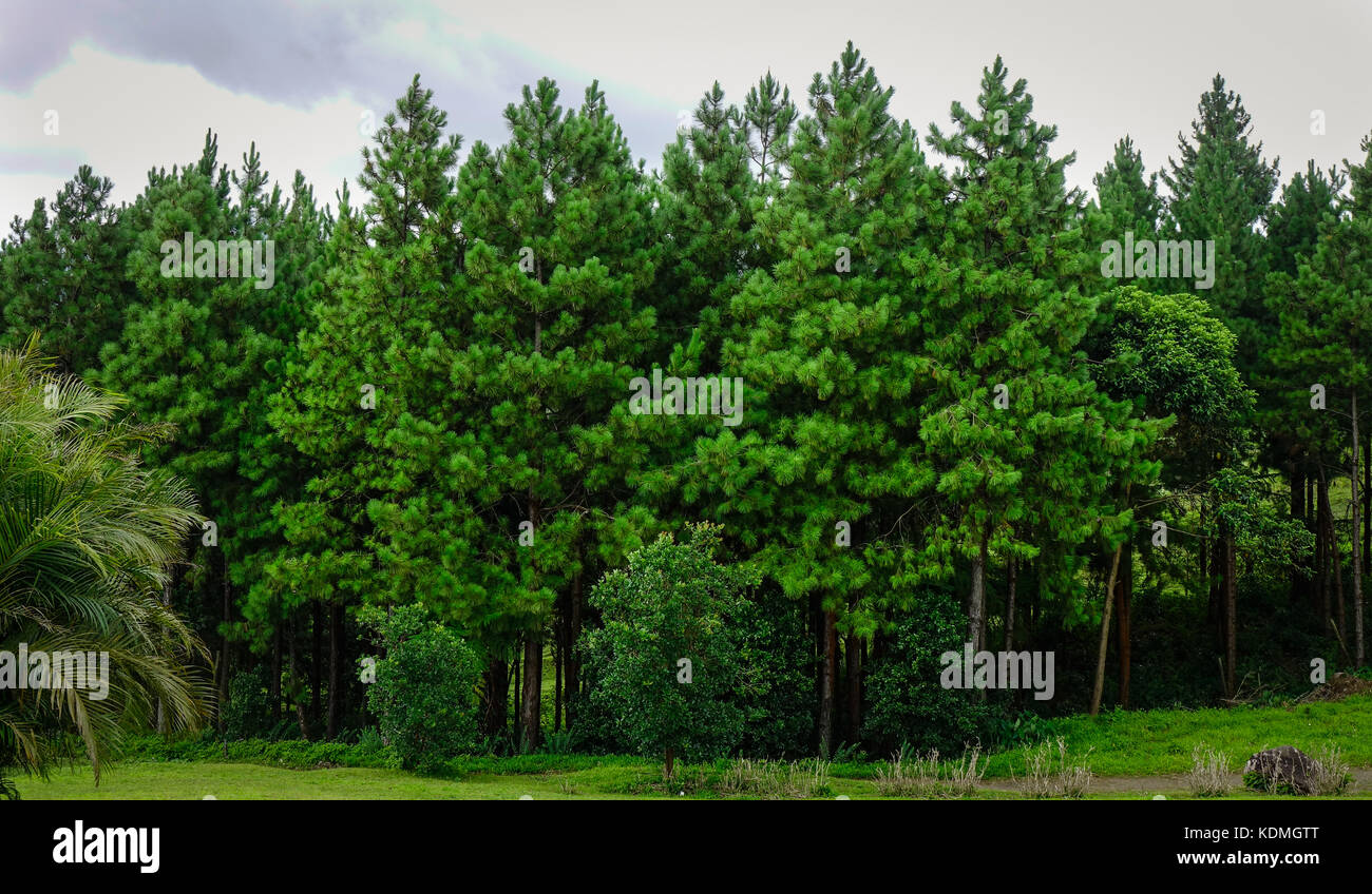 Pine trees at the park in Port Louis, Mauritius Island Stock Photo - Alamy