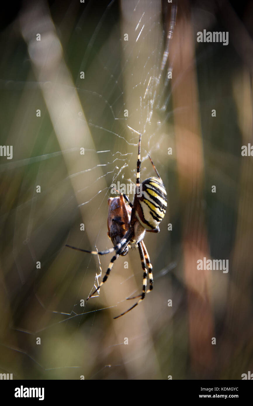 Tigerspider hi-res stock photography and images - Alamy
