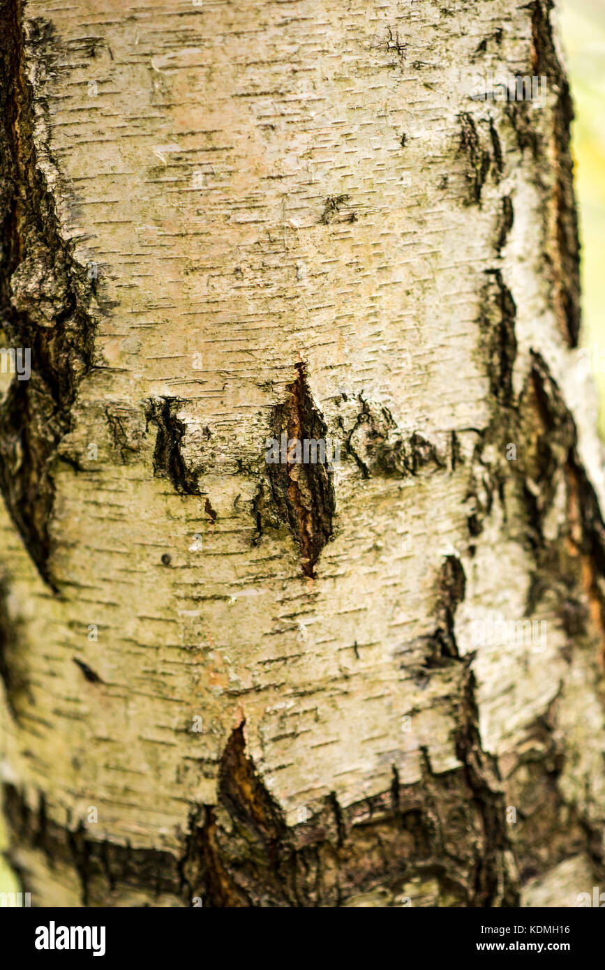 Silver birch tree trunk in Woodland Landscape, UK Stock Photo - Alamy