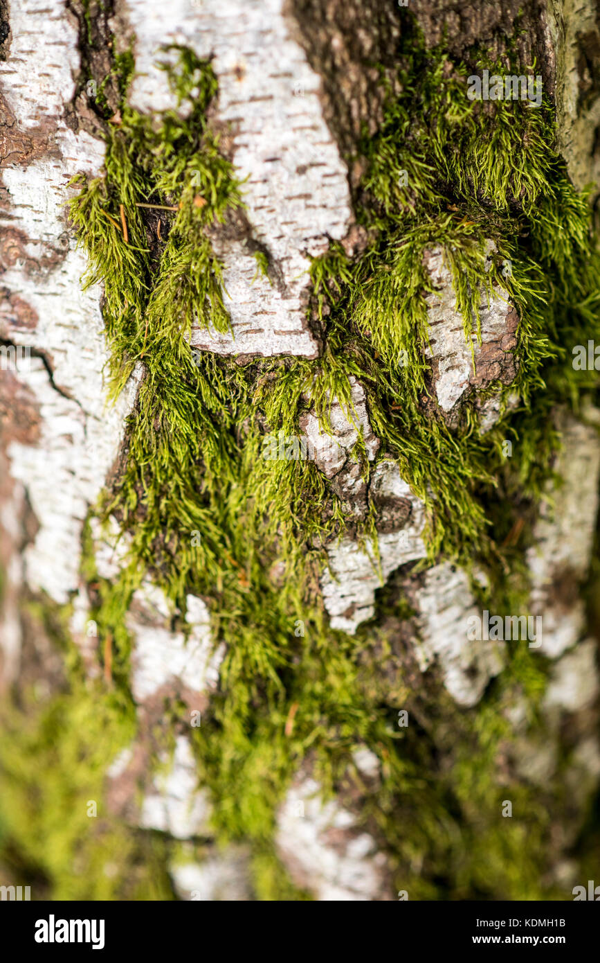 Silver birch tree trunk in Woodland Landscape, UK Stock Photo - Alamy