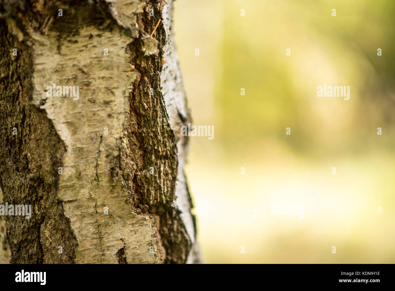 Silver birch tree trunk in Woodland Landscape, UK Stock Photo - Alamy