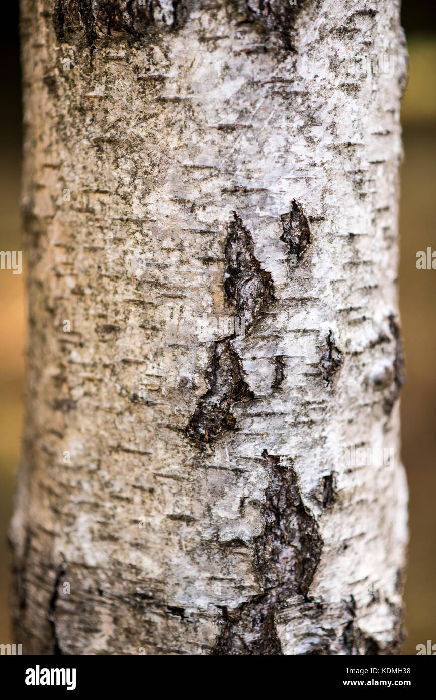 Tree trunks, Woodland Landscape, UK Stock Photo - Alamy