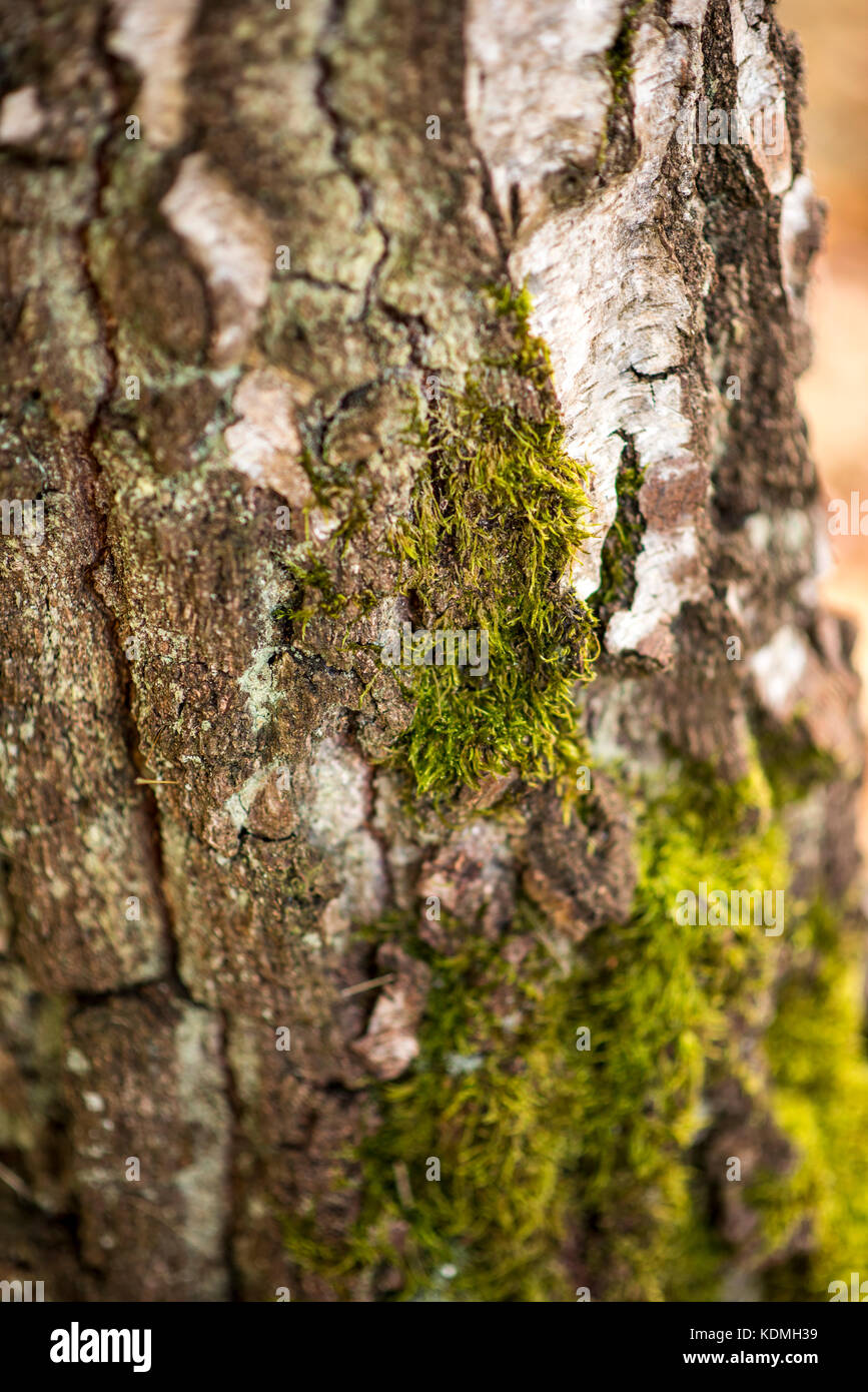 Horse tree logo hi-res stock photography and images - Alamy