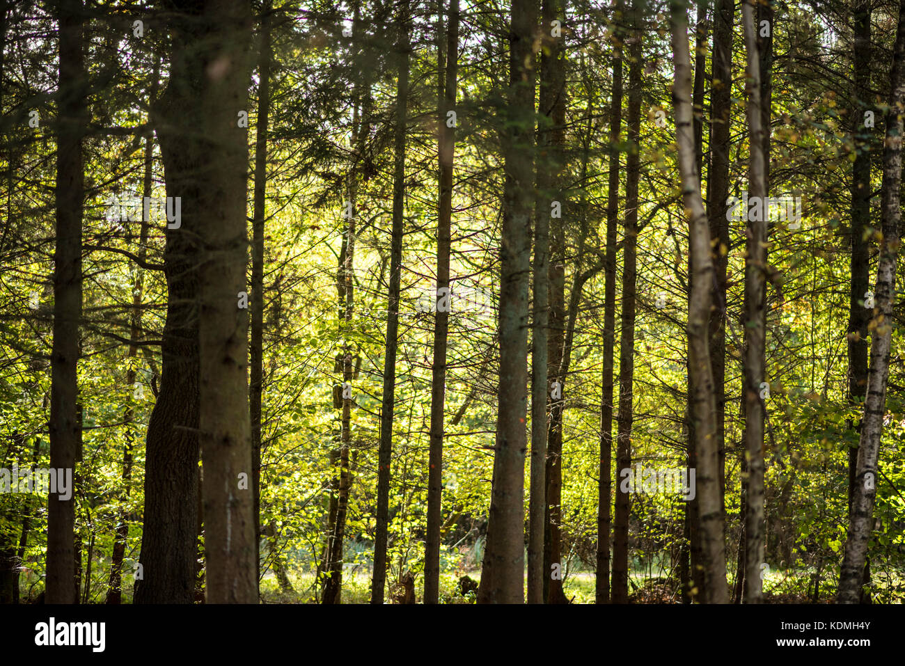 Natural and wild woodland environment in sunshine, Woodland Landscape ...