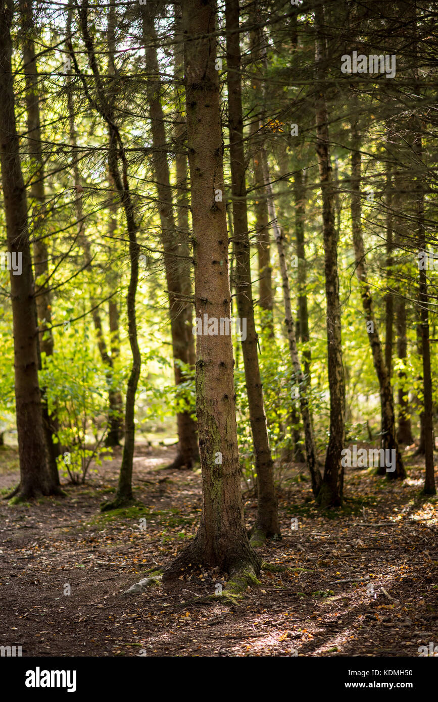 Natural and wild woodland environment in sunshine, Woodland Landscape ...