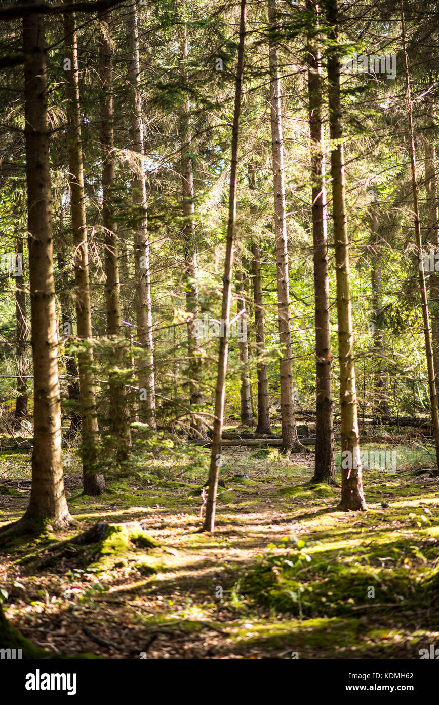 Natural and wild woodland environment in sunshine, Woodland Landscape ...